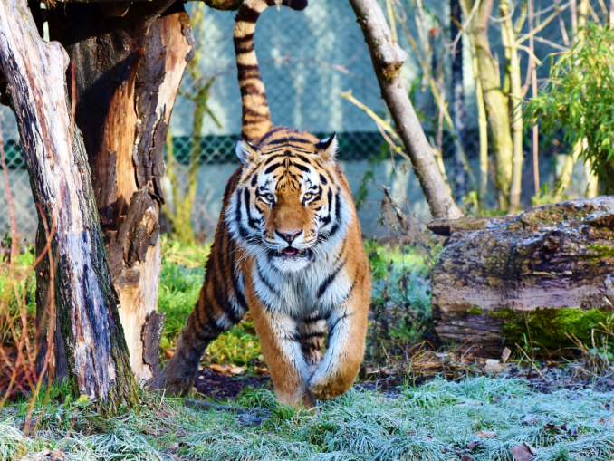 Arquivos Animália Park