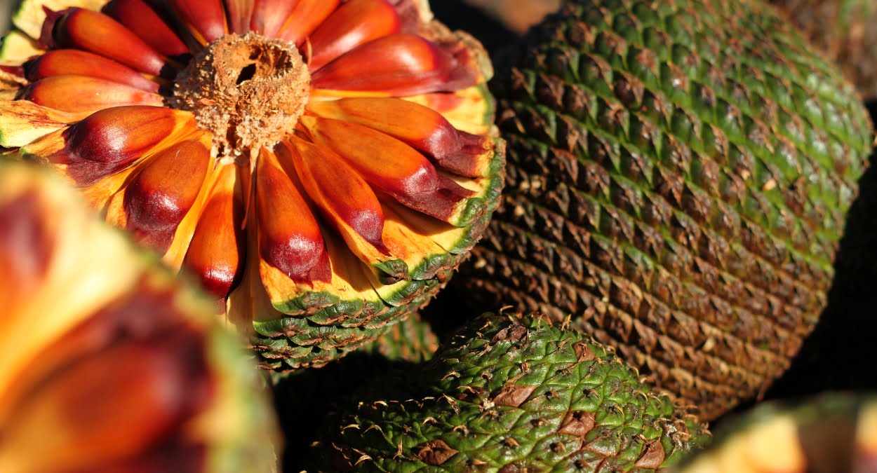 Festa do Pinhão de Lages 2023 começa hoje, dia 2. Veja a programação de ...