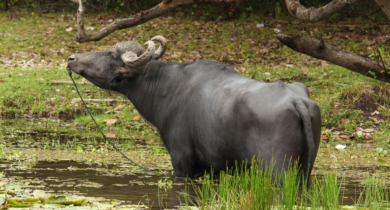 10 Curiosidades sobre a Ilha de Marajó para você se encantar