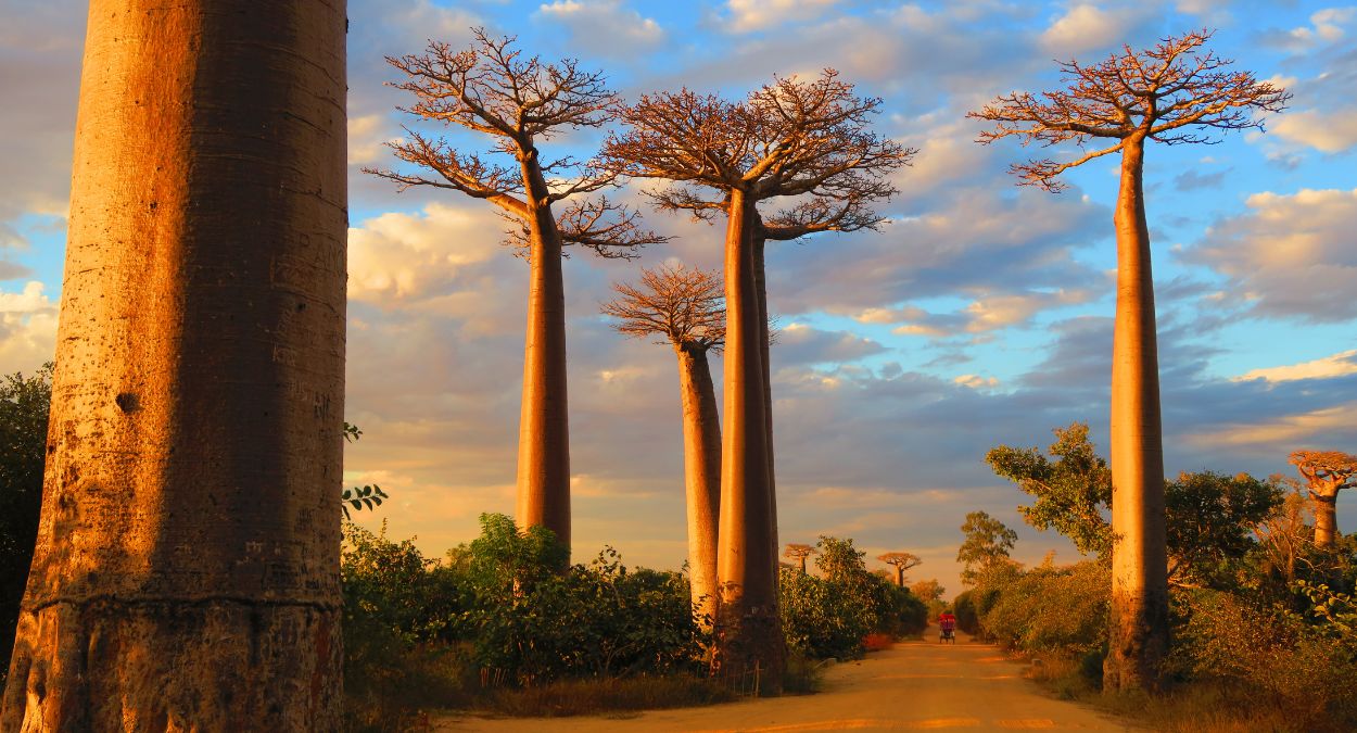 10 Curiosidades sobre Madagascar que você vai se encantar