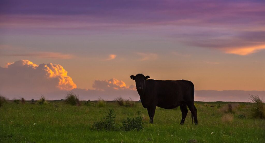 16 Curiosidades sobre os Pampas, região de grande beleza no Sul do país