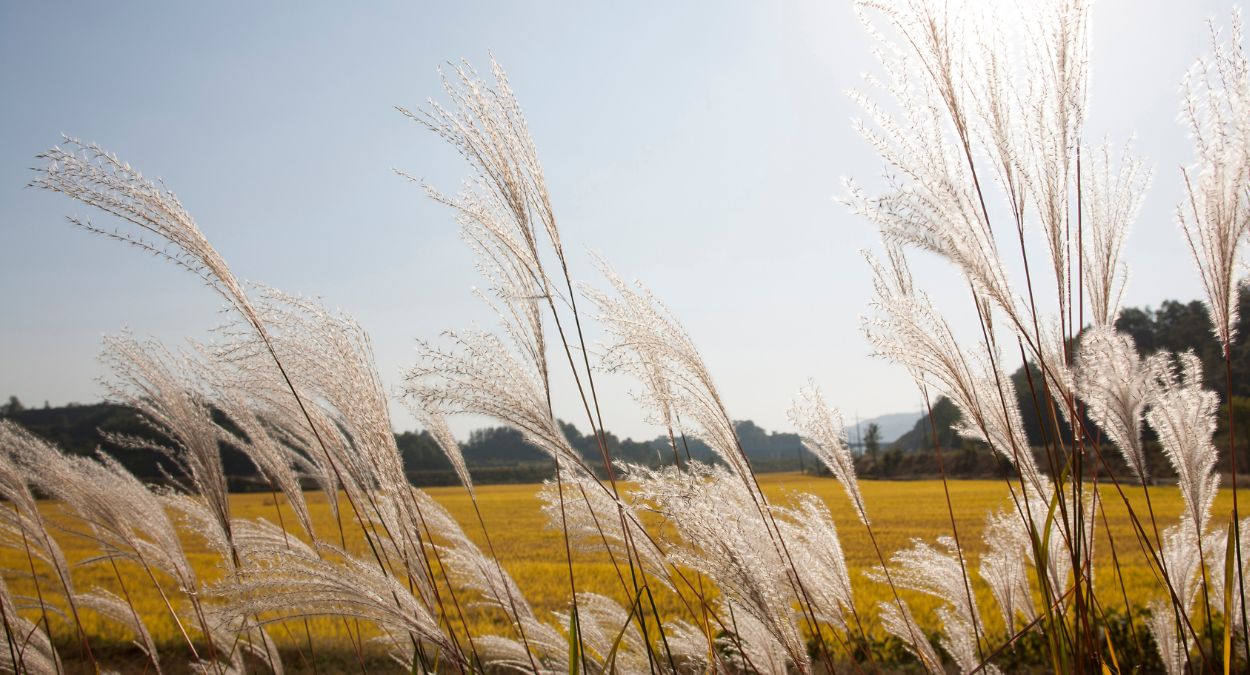 16 Curiosidades sobre os Pampas, região de grande beleza no Sul do país