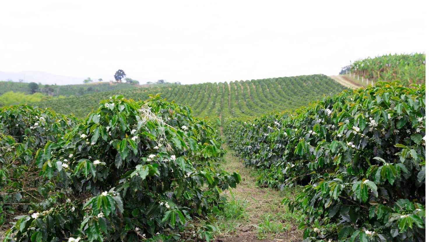 Explore a Rota do Café do Cerrado Mineiro: vivências autênticas e sabor ...
