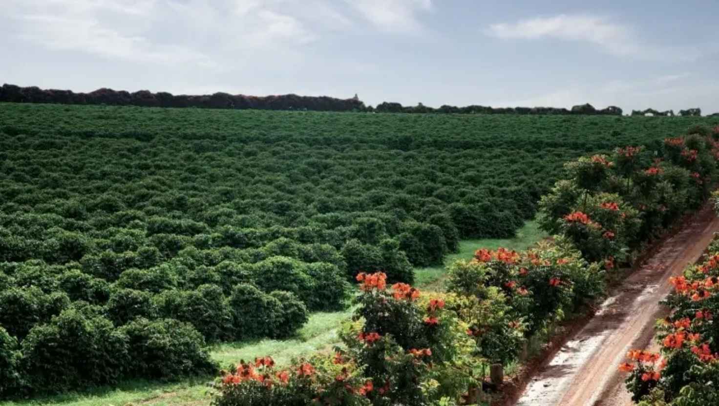Explore a Rota do Café do Cerrado Mineiro: vivências autênticas e sabor ...